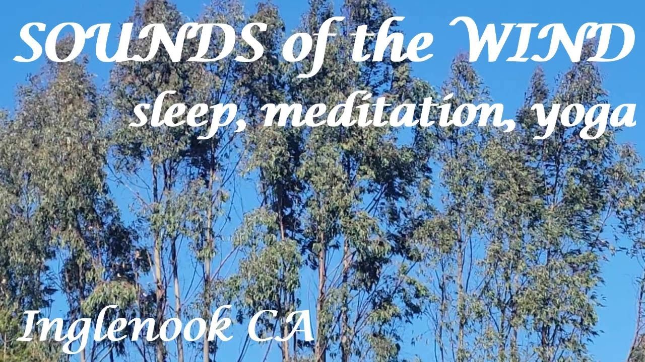 Sounds of the wind blowing thru the trees for sleep and relaxation (3 ...