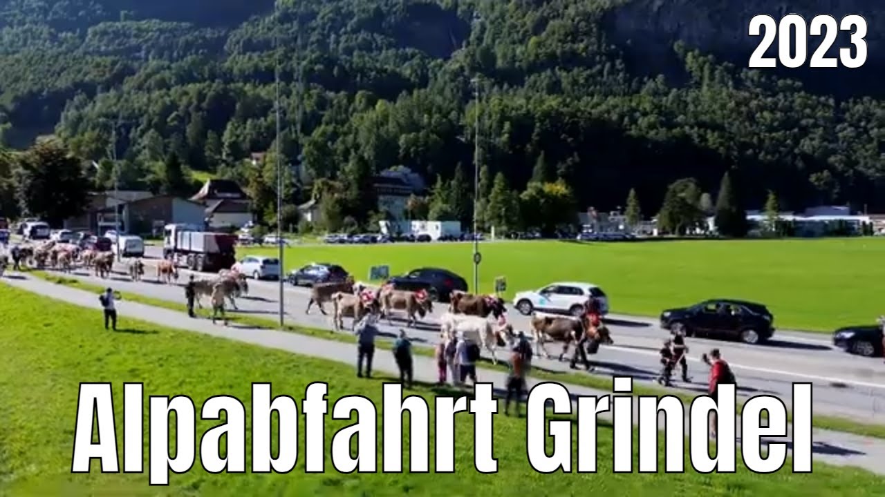 Alpabfahrt Grindel 2023 - YouTube