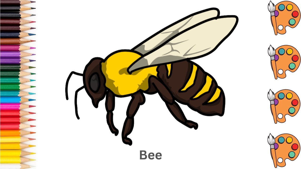 🐝 How to draw a Bee | Step by step tutorial to draw, sketch and color ...