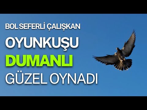 Oyunkuşu Dumanlı: Güzel Oynadı Bol Seferli Çalışkan Güvercinler 🕊 #oyunkuşu #pigeon 