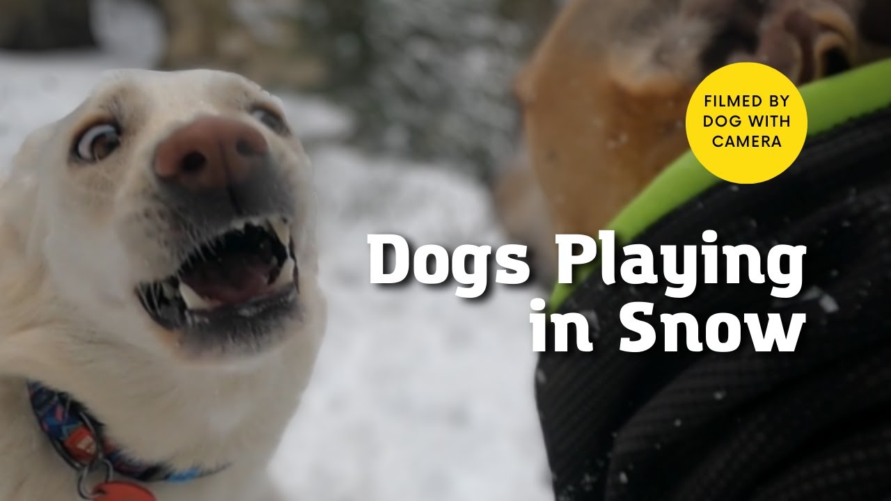 3 dogs playing in snow filmed by dog with camera - YouTube
