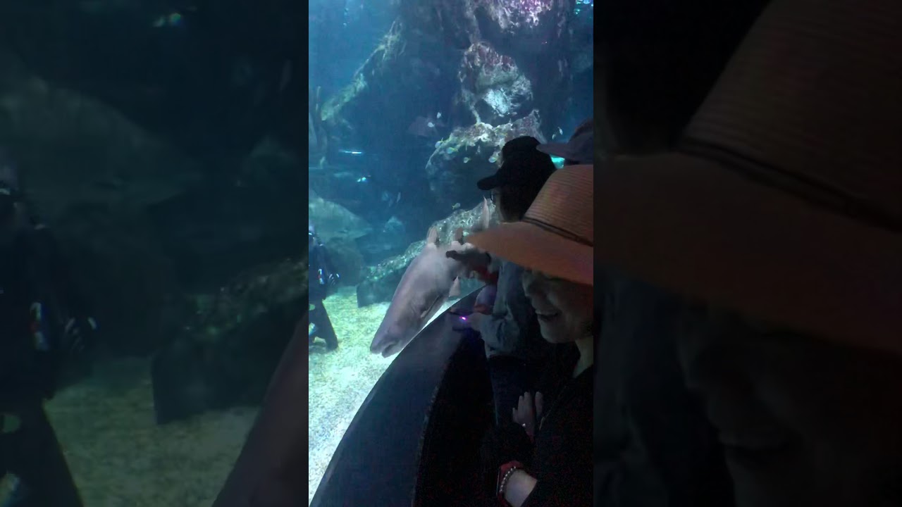 Aquarium sea Siam paragon Thailand - YouTube