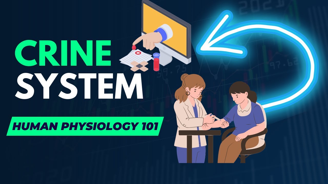 The Crine System: Endocrine System: Human Physiology 101 - YouTube