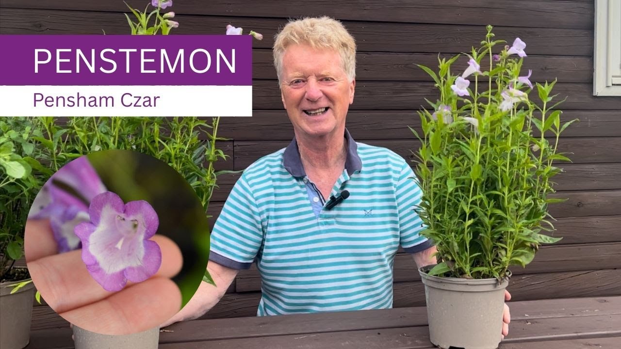 Penstemon 'Pensham Czar' - YouTube
