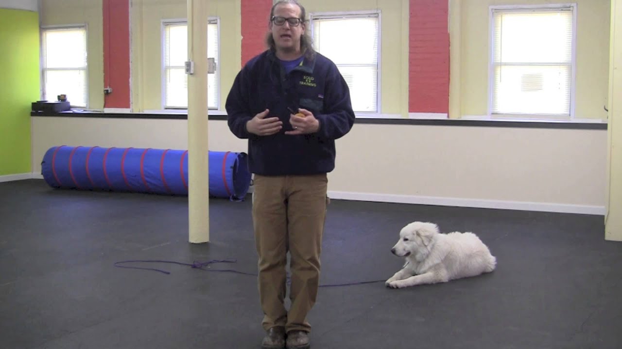 Deaf dog off leash training remote collar Solid K9 Training - YouTube