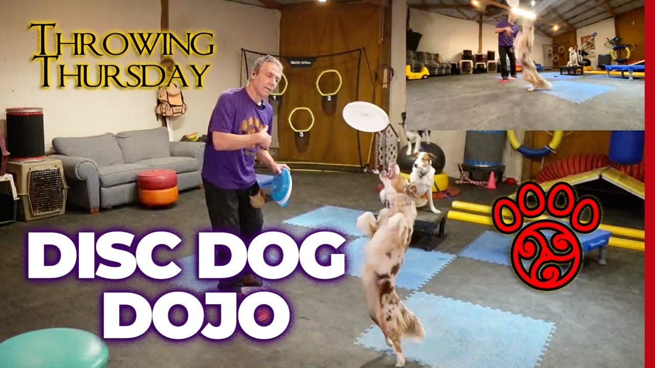 🐶💥 Get Ready for an Epic Throwdown at DiscDog Dojo #82! - YouTube