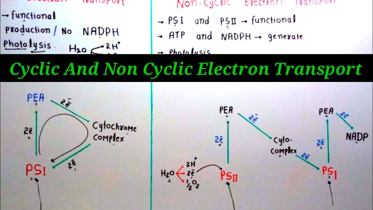 Cyclic And Non Cyclic Electron Transport Of Light Reaction | Lec. 14 ...