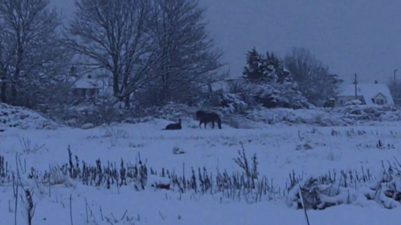 January 2009 Snow in UK - YouTube