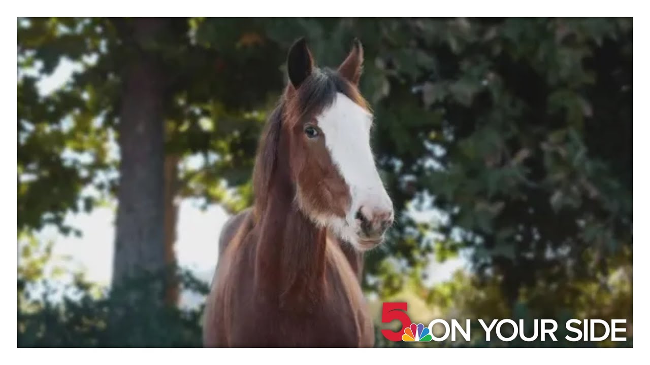 Anheuser-Busch shares Super Bowl commercial sneak peek featuring ...