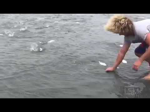 9-6-19 Avon, North Carolina - Fish Trapped in Coastal Flooding - Dorian ...