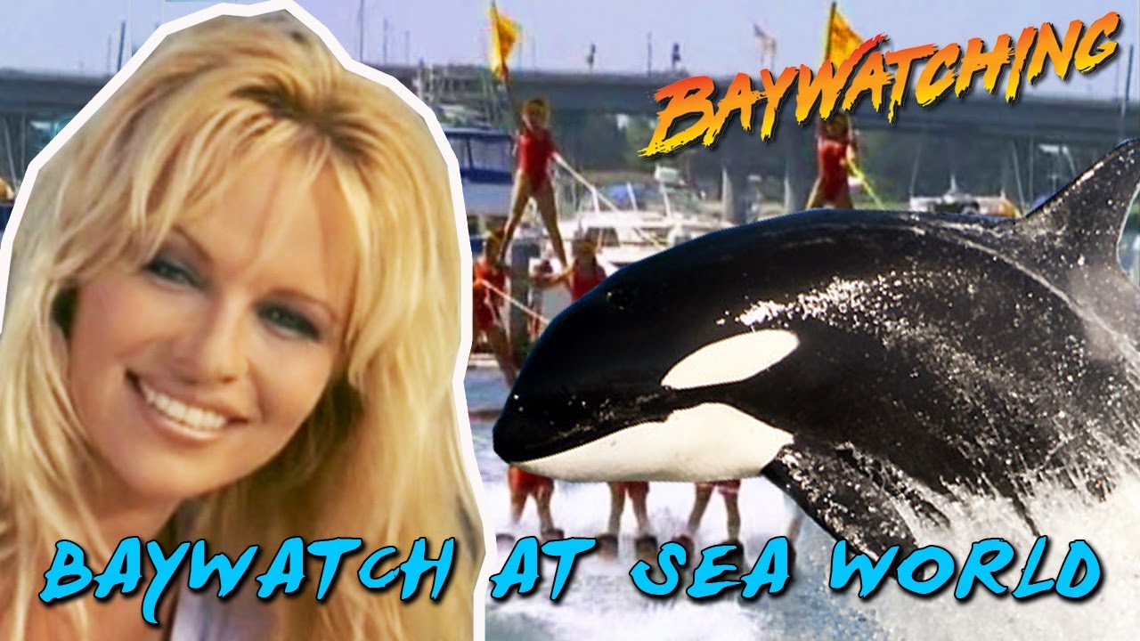 Baywatching: Baywatch at SeaWorld - YouTube