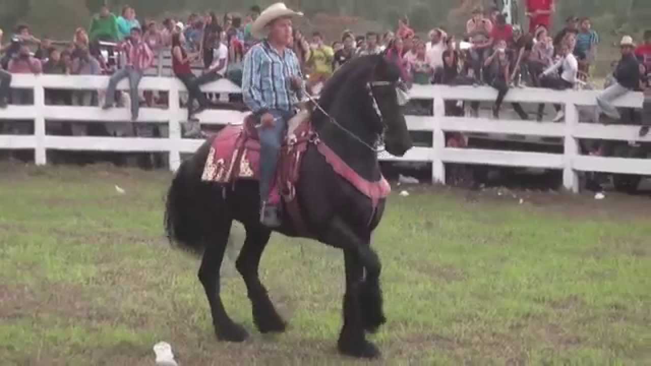 el mejor caballo bailando en santa barbara gro - YouTube