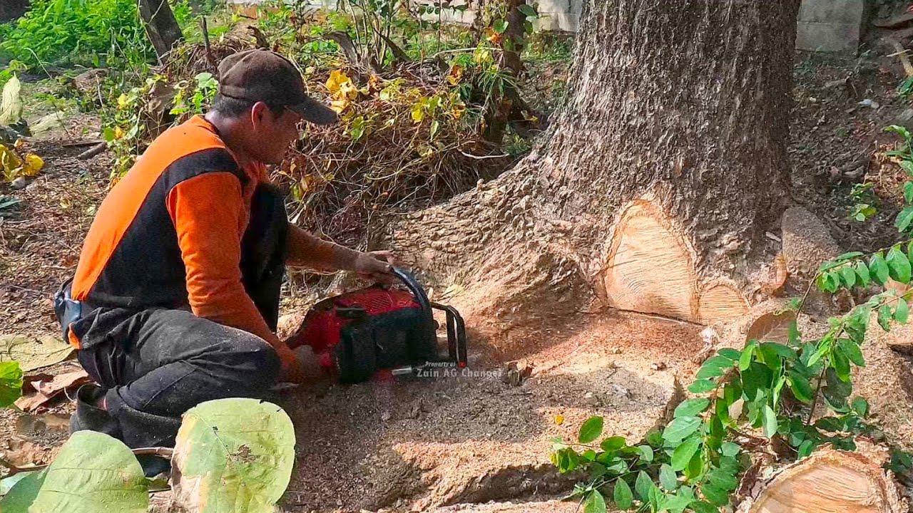 One Tree Behind the House - YouTube