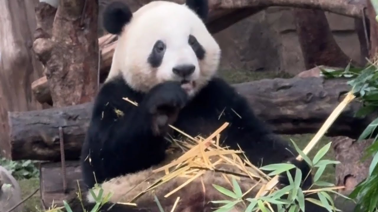 Giant Panda Live Cam | Peaceful Daytime Scenes - YouTube