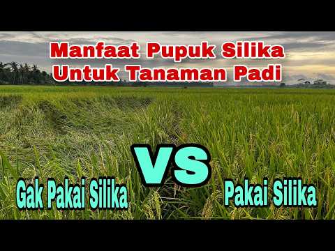 Manfaat Pupuk Silika Untuk Tanaman Padi