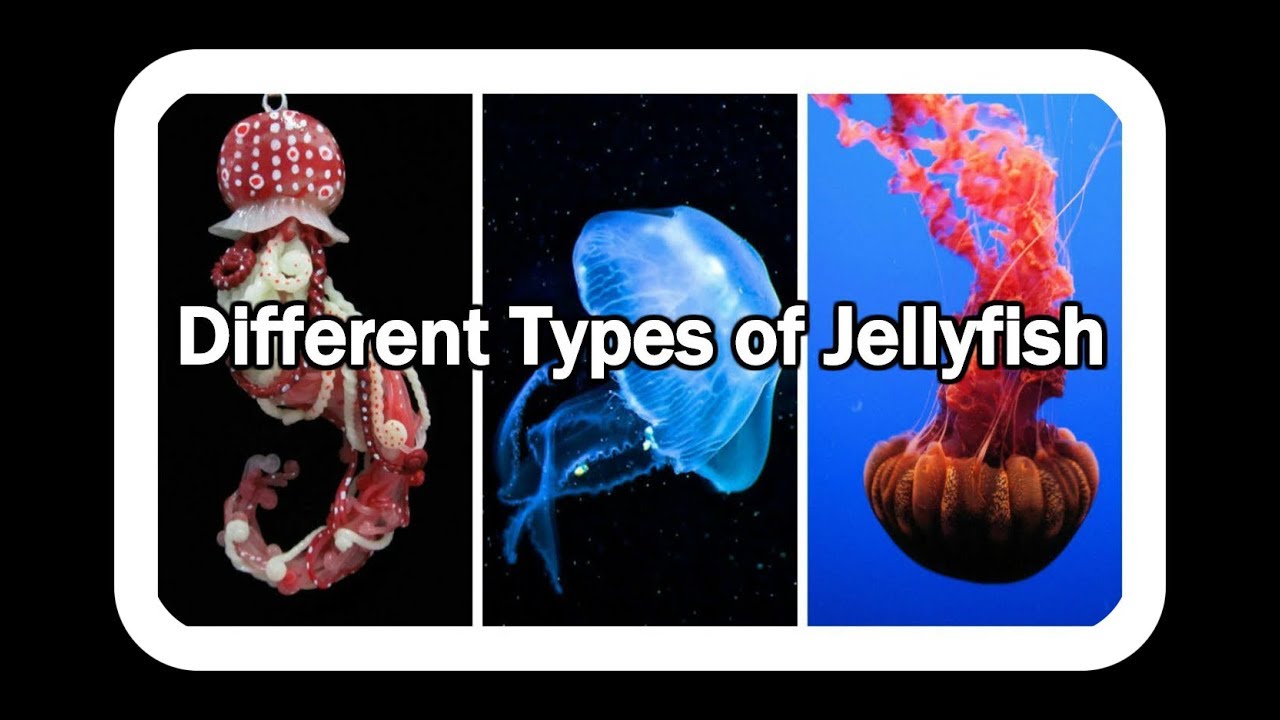 Different types of Jellyfish - YouTube