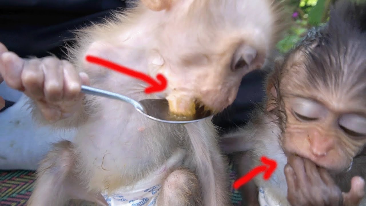 baby monkeys really like sweet cooked by mom - YouTube