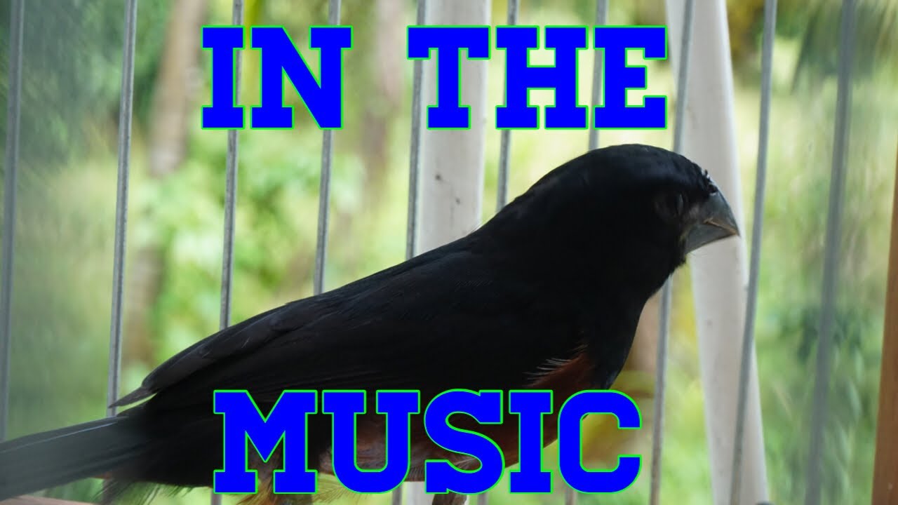 Trinidad bullfinch MUSIC - YouTube