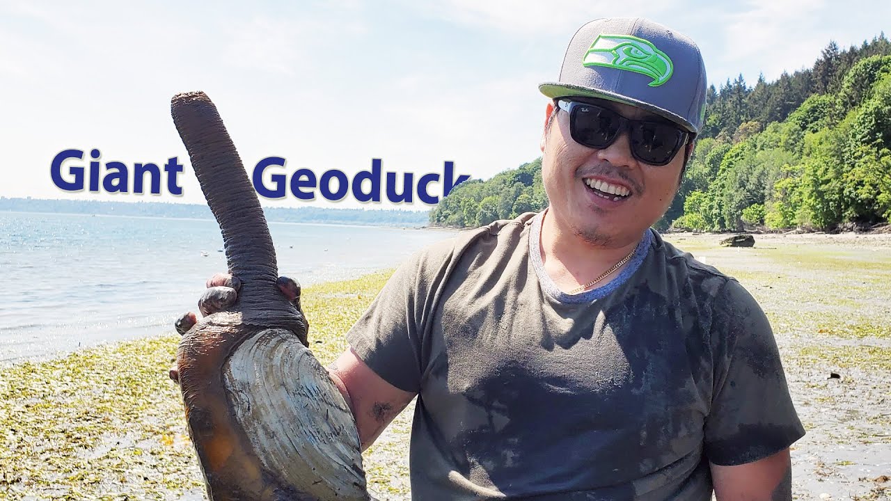 Digging Giant Geoduck 2023 | Recreation Shellfish Harvesting in Puget ...