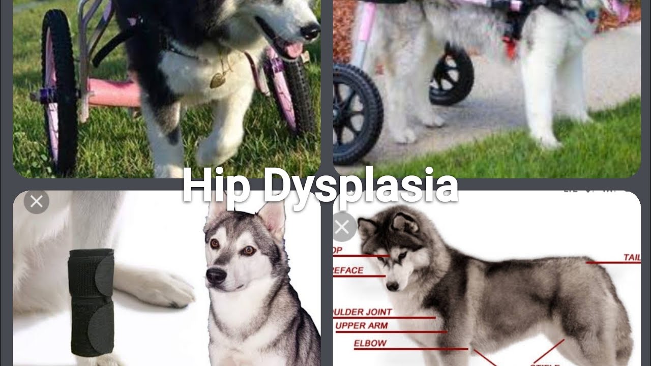 HIP-DYSPLASIA #SIBERIAN HUSKY - YouTube