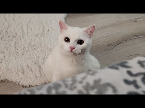 Usta Chef Balım'dan British Pilavı 😼 #cat #catlife #yemek #menu