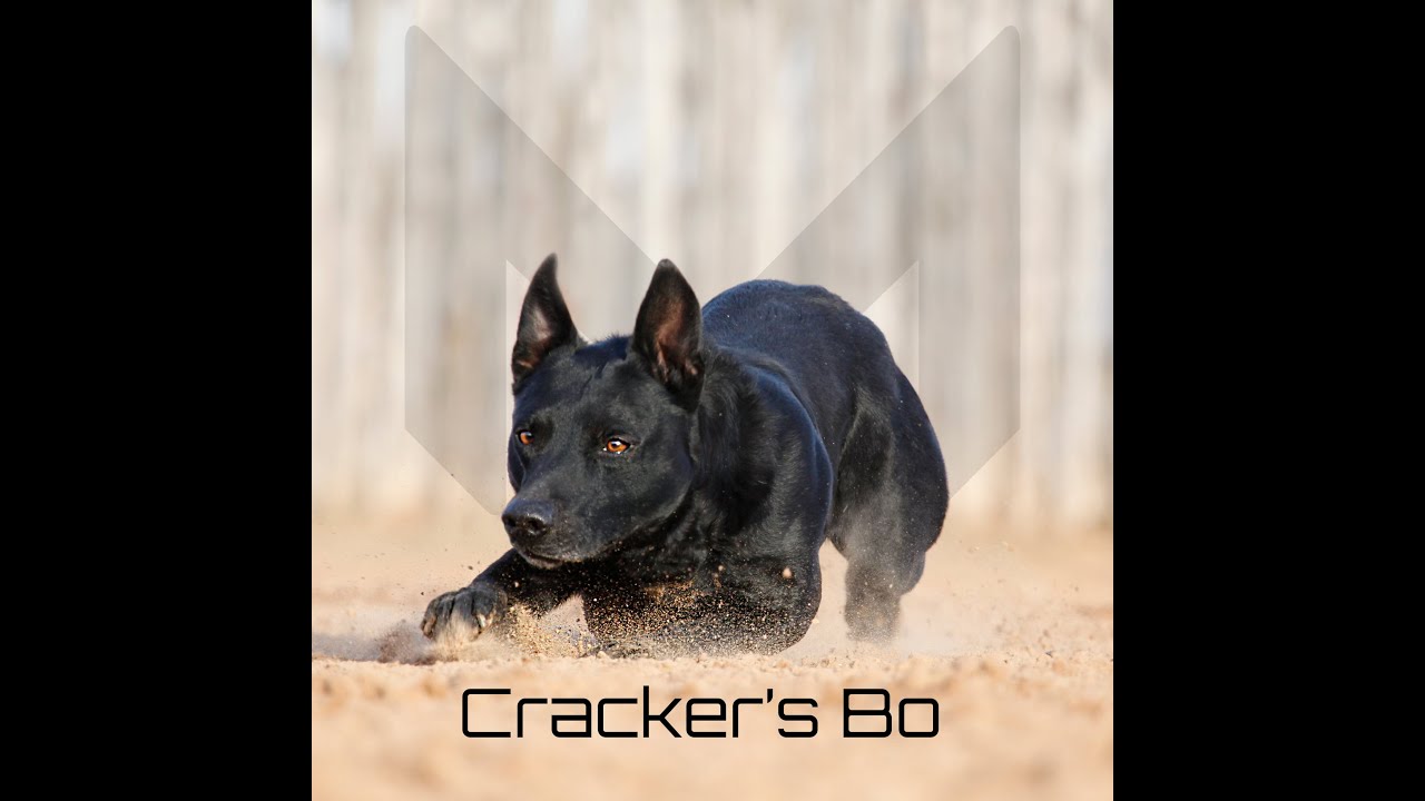 Hangin' Tree Cowdog Bo at Rodear America - YouTube