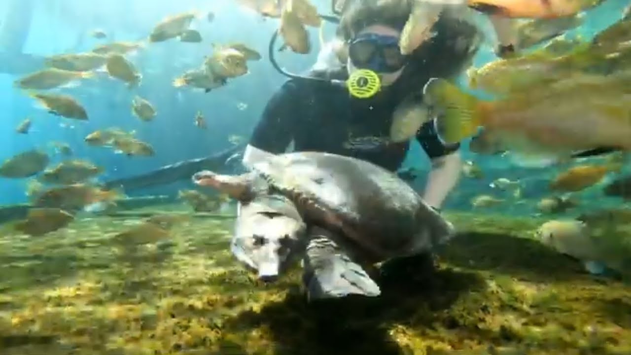 Diving Blue Grotto Florida Spring - YouTube