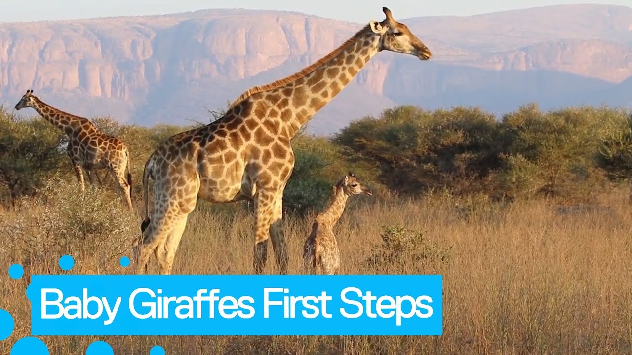 Beautiful footage captured of a baby giraffe taking its first steps ...