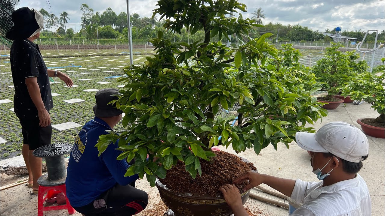 Thay chậu cho mai vàng chơi Tết- chọn lựa cây thay cho phù hợp - YouTube