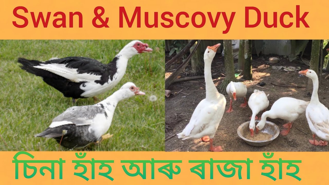 Swan & Muscovy Duck farming // Raja Has palan // Sina has palan ...