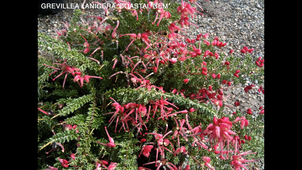 Grevillea lanigera - Alchetron, The Free Social Encyclopedia