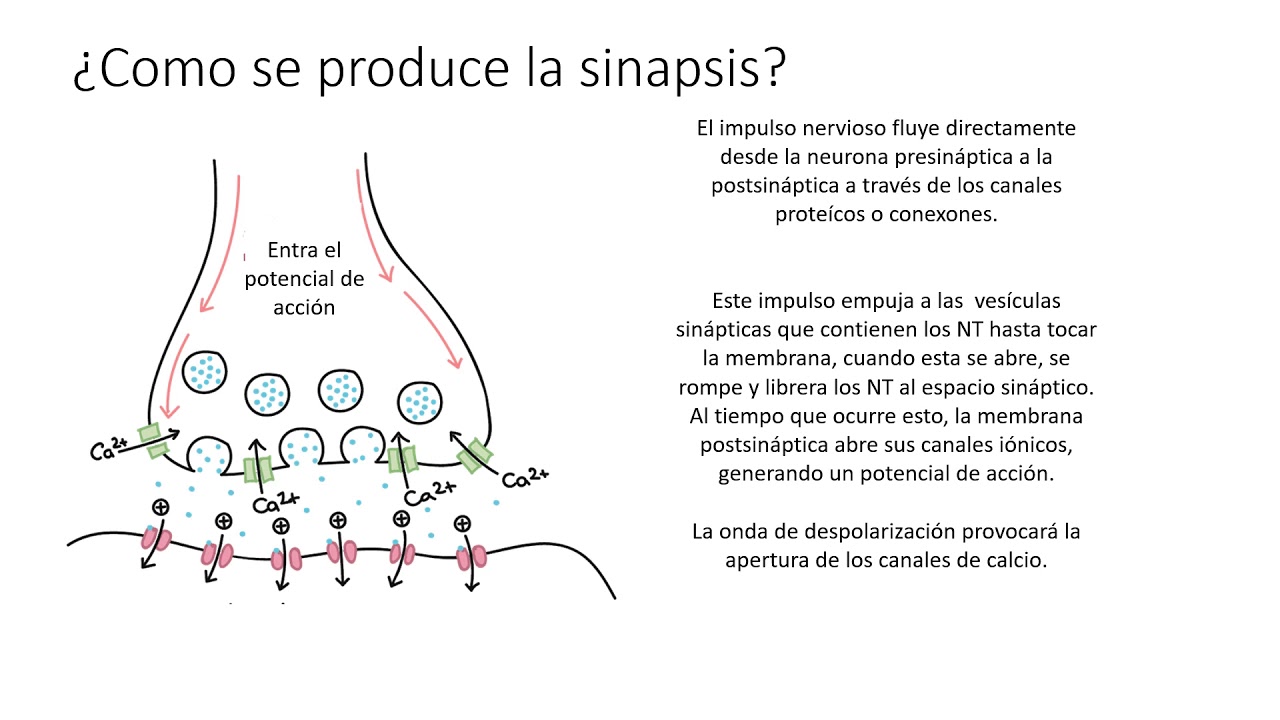 NEURONAS - SINAPSIS - YouTube