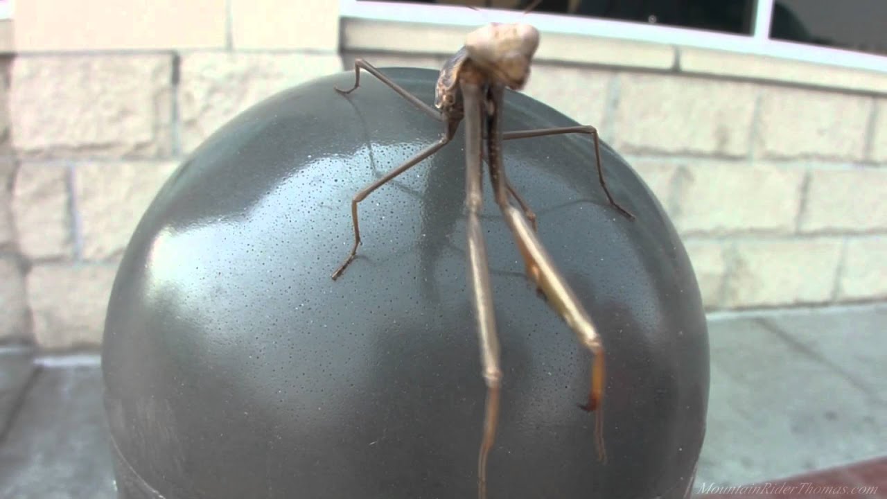 Praying Mantis Attack! Idaho - August 2012 - YouTube