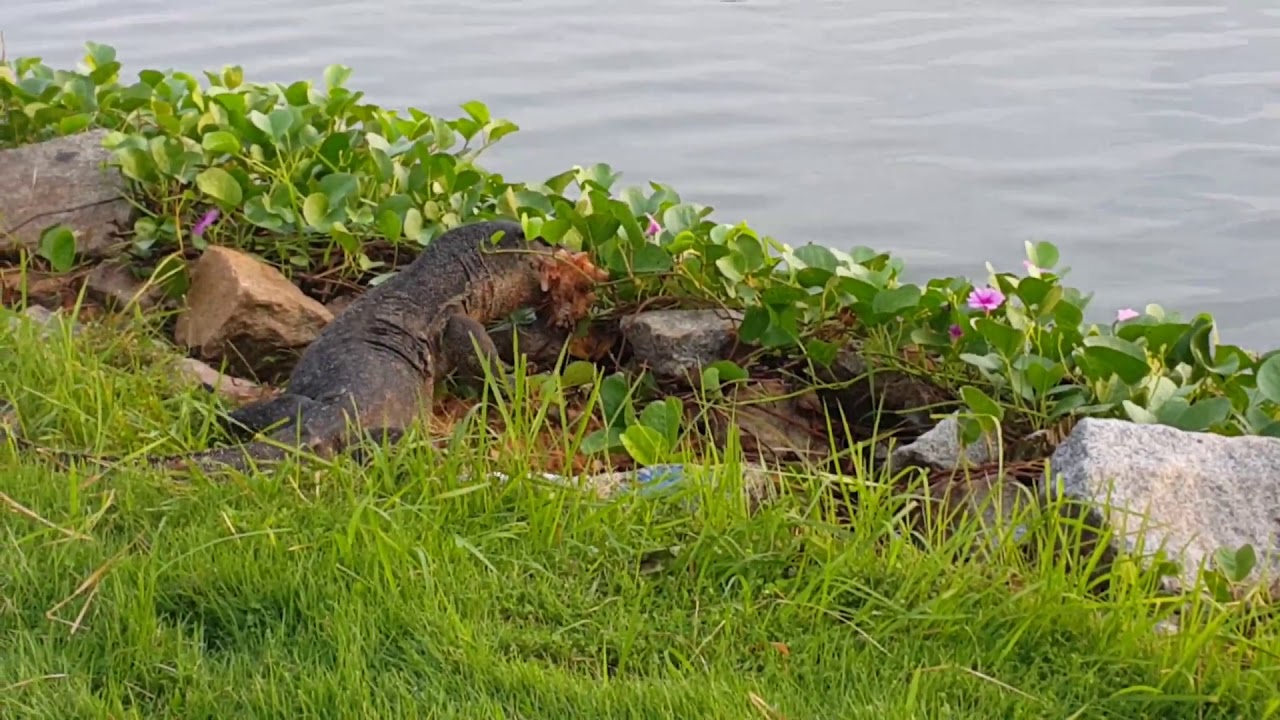 Monitor lizard eating fish - YouTube