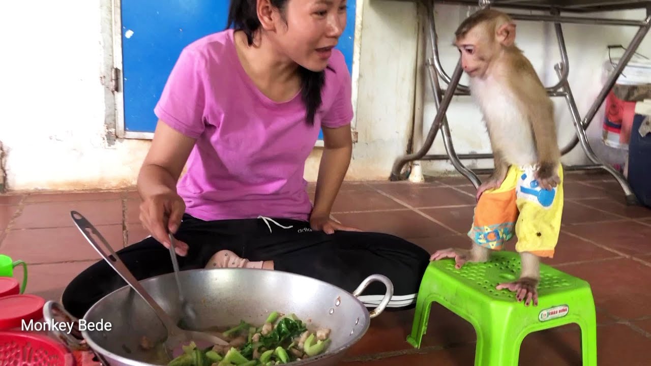 Adorable Baby Monkey BEDE Standing Look Aunt Cooking Food / He Learn ...