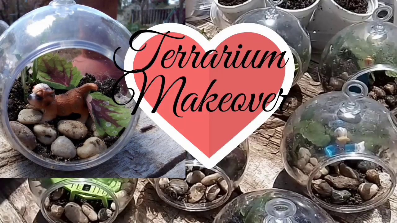 Makeover Old Overgrown Terrariums🌱 - YouTube