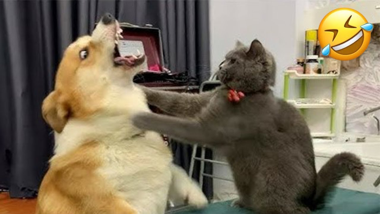Let these funny moments of DOGS and CATS make you happy😂Funniest Cats ...