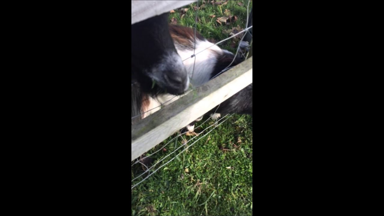 Goat laughing - YouTube