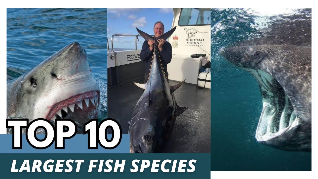 The 10 Largest Fish Species in the World Today - YouTube