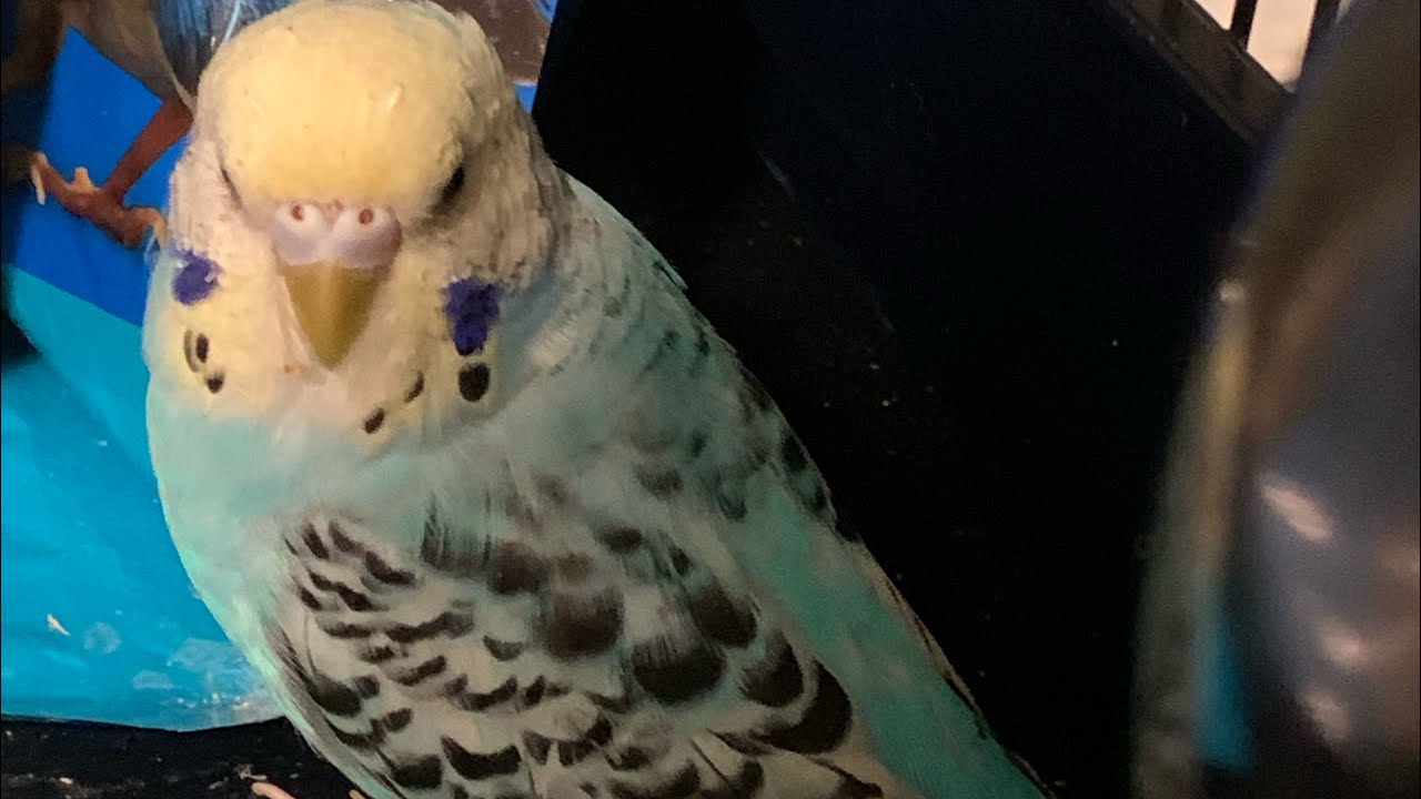 1 year old Parakeet (Puff) - YouTube