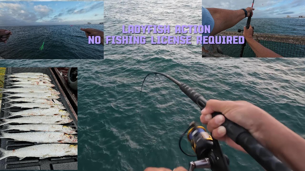 Catch Big Ladyfish And Skipjack At Navarre Beach Pier In Florida - No ...