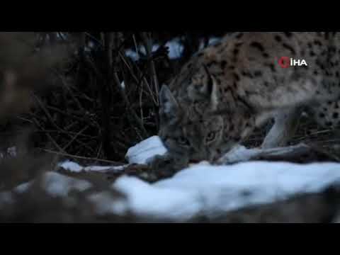 Pülümür Vadisi'nde fotoğraf çekimi yaparken vaşakla karşılaştı