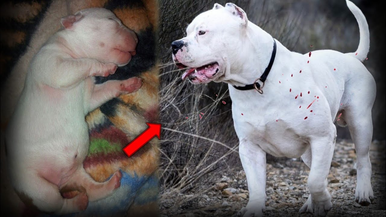 Before & After Animal Growing Up. Incredible Animal Transformations ...
