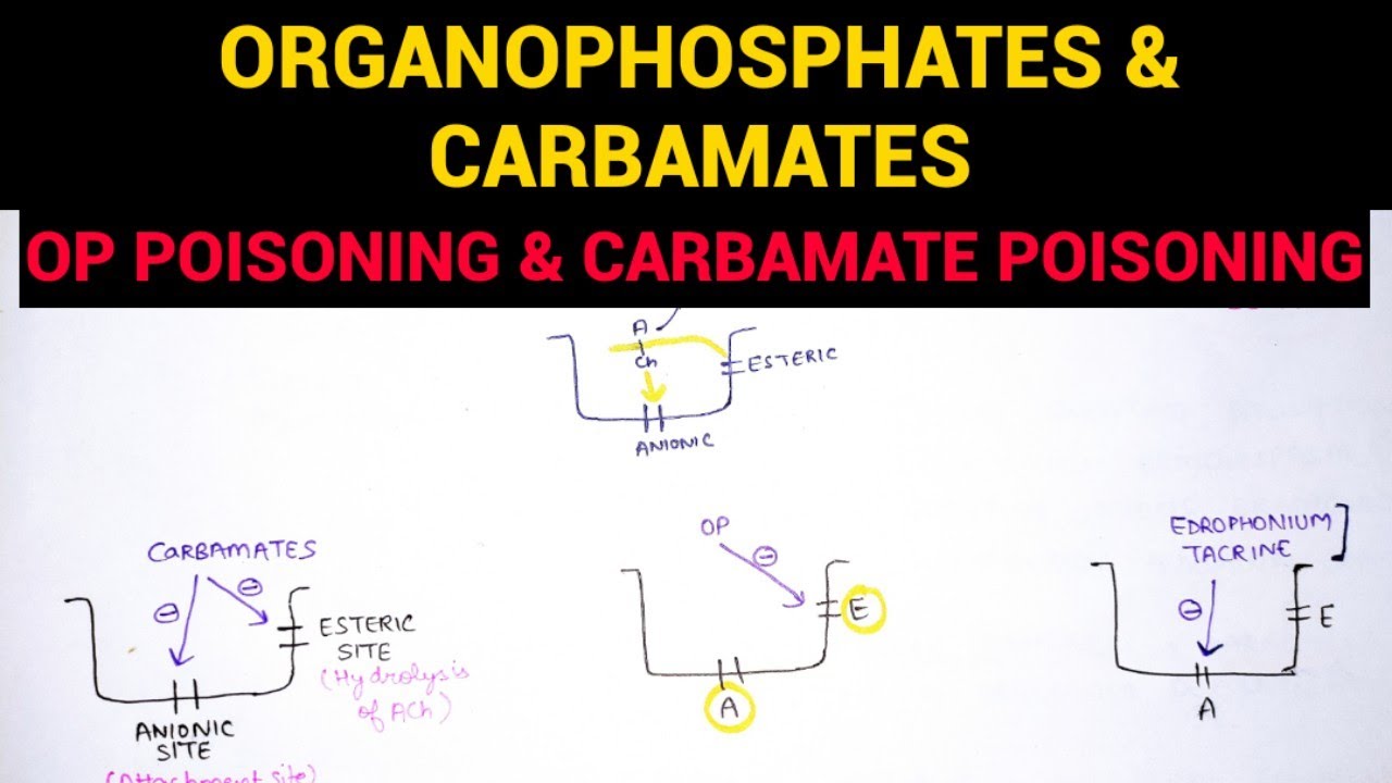 Autonomic Pharmacology - 7 | Organophosphates & Carbamate Poisoning ...