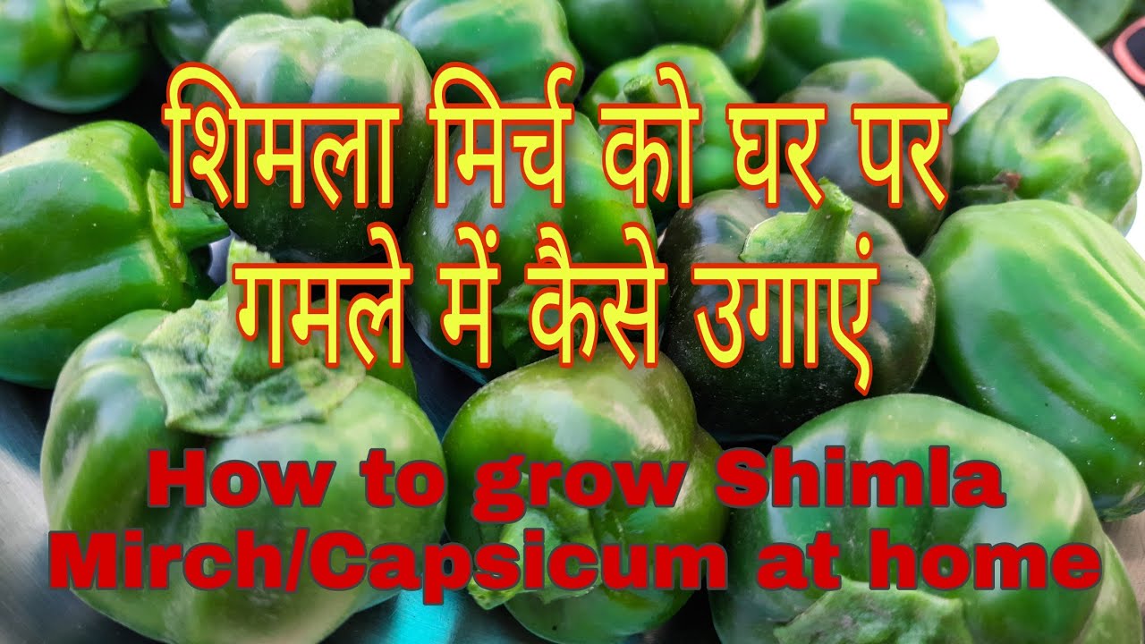 How to grow Shimla Mirch /Capsicum at Home in Containers शिमला मिर्च को ...