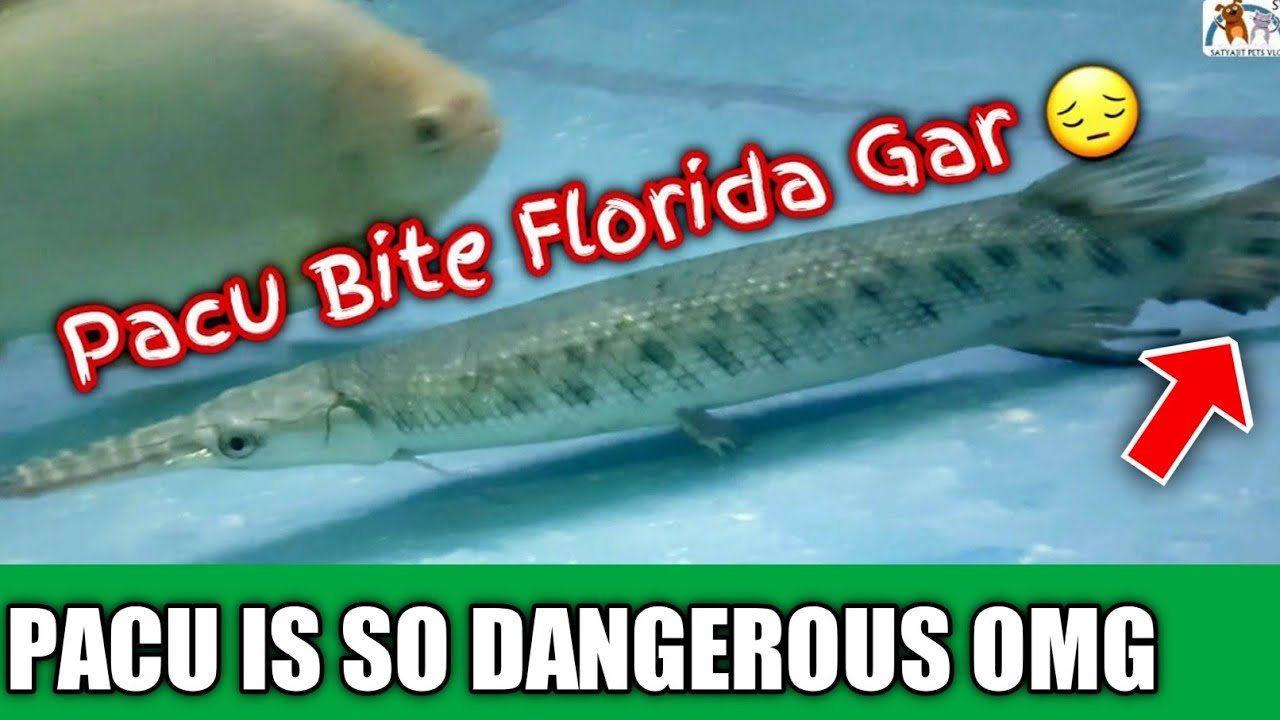 My Florida Gar Update After Injury Pacu Attack Tankmates Galiff Street ...