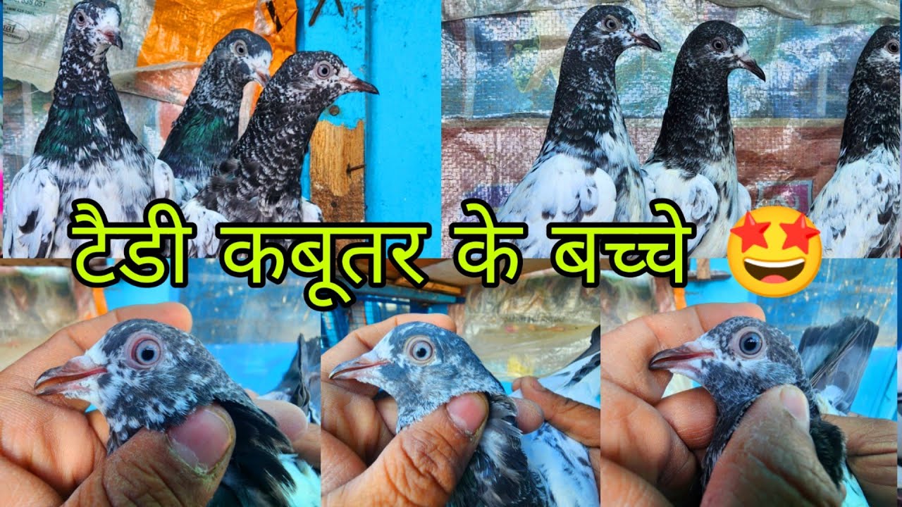 डिंपी सिंह के घर बड़े टैडी कबूतर के बच्चे सेल Dimpy Singh Ke Ghar Ke ...