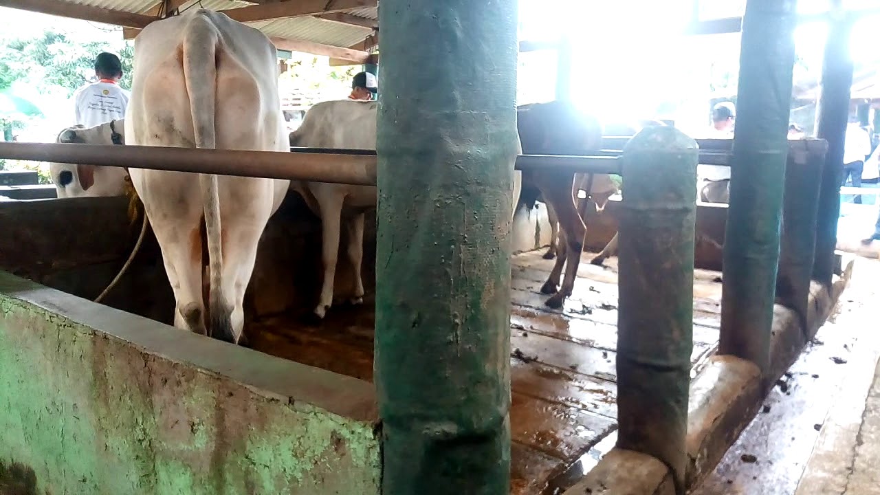 Pembuatan Pupuk Organik Cair Bio Urine (Sapi) - YouTube