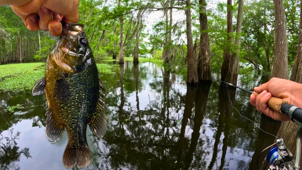 Rare to find a Goggle-Eye of this size | Fishing with worms - YouTube