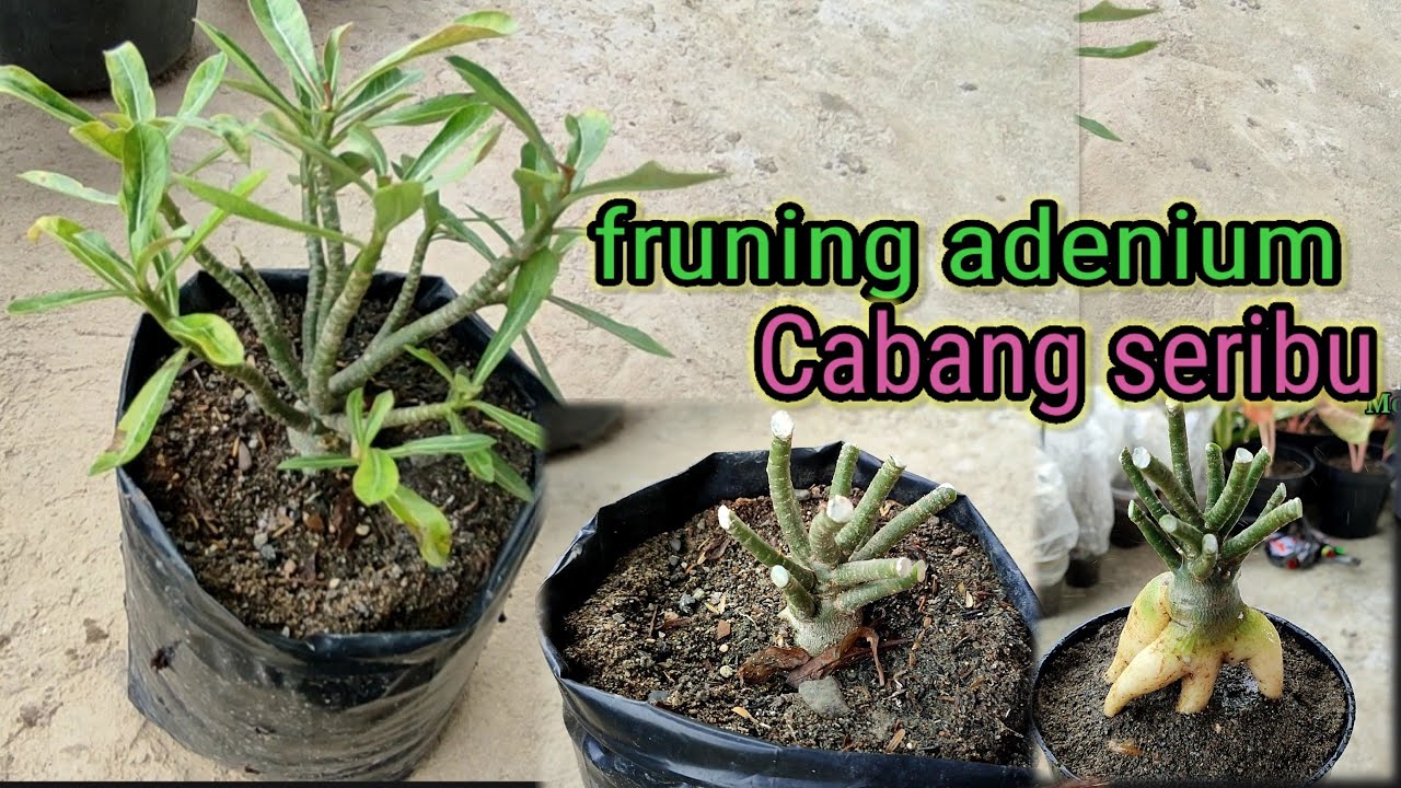 PRUNING ADENIUM CABANG SERIBU #adeniumdesertrose #adeniumrajacabser # ...